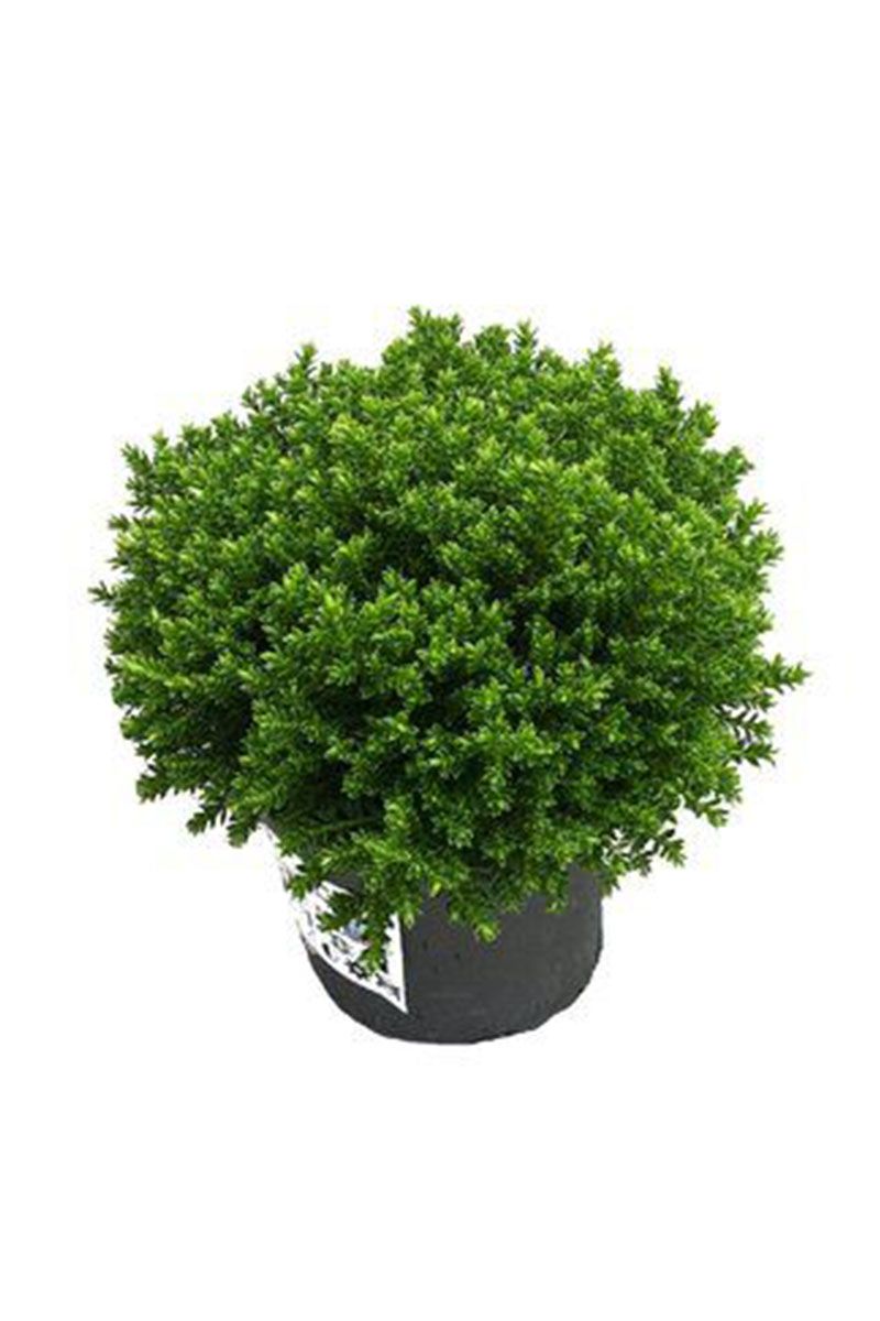 Hebe Green Globe