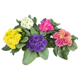 5er Set Primula Rubens Mix – Farbenfrohe Rosenprimeln | enseleits.de