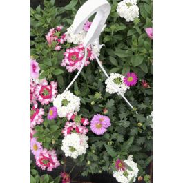 Sommerblumen Ampel Mix Nr.5, Pastell-Pink-Weiß, Verbenen-Gänseblümchen ...